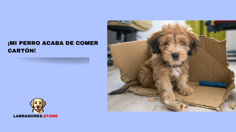 🥇【La Mejor Tienda Online para Labradores 】【2025】