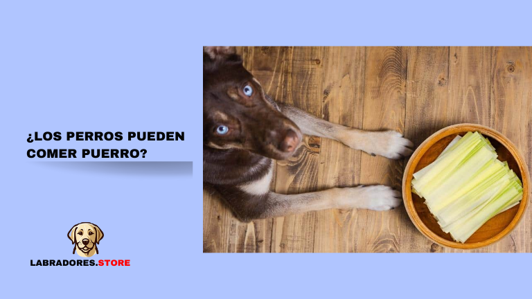 Pueden Los Perros Tener Puerros