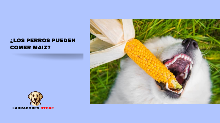 Las Mazorcas De Maíz Son Malas Para Que Las Coman Los Perros