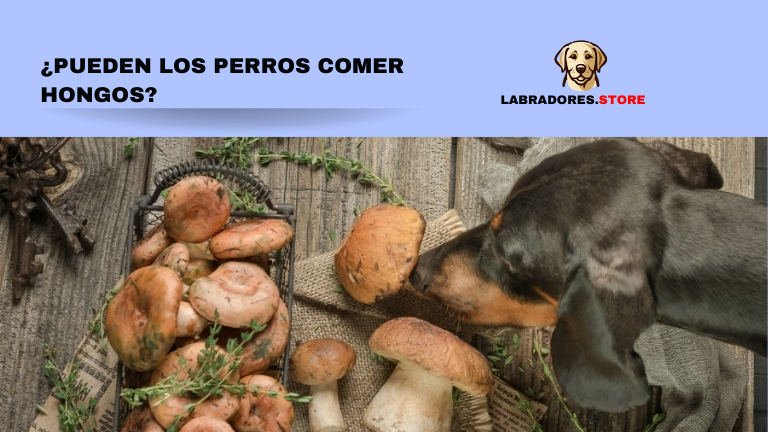 El Yogur Ayuda A Los Perros Con Infecciones Por Hongos
