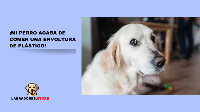 Que Pasa Si Tu Perro Come Plastico