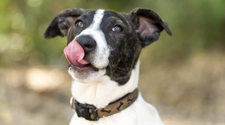 ¡Mi perro acaba de comerse el lápiz labial! ¿Y ahora que debo hacer?