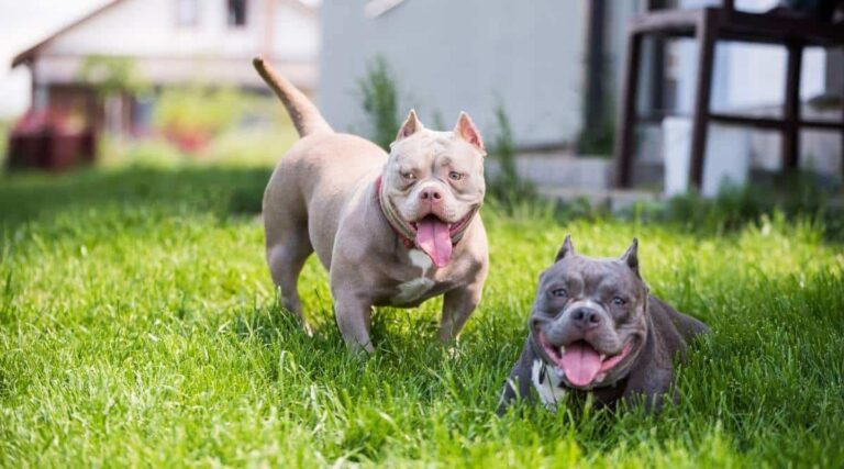 Información sobre la raza American Bully: características, apariencia ...