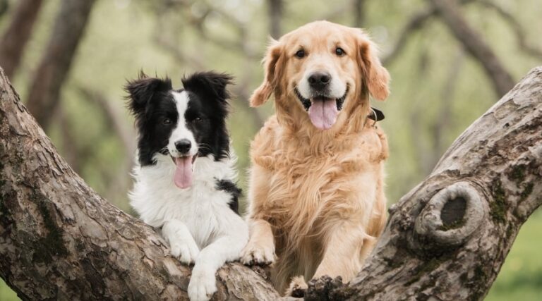 Border Collie versus Golden Retriever: diferencias y similitudes de raza